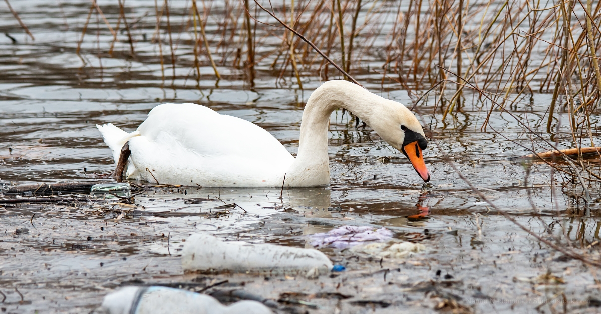 Impact of Sustainability on Animals:: How Plastics Harms